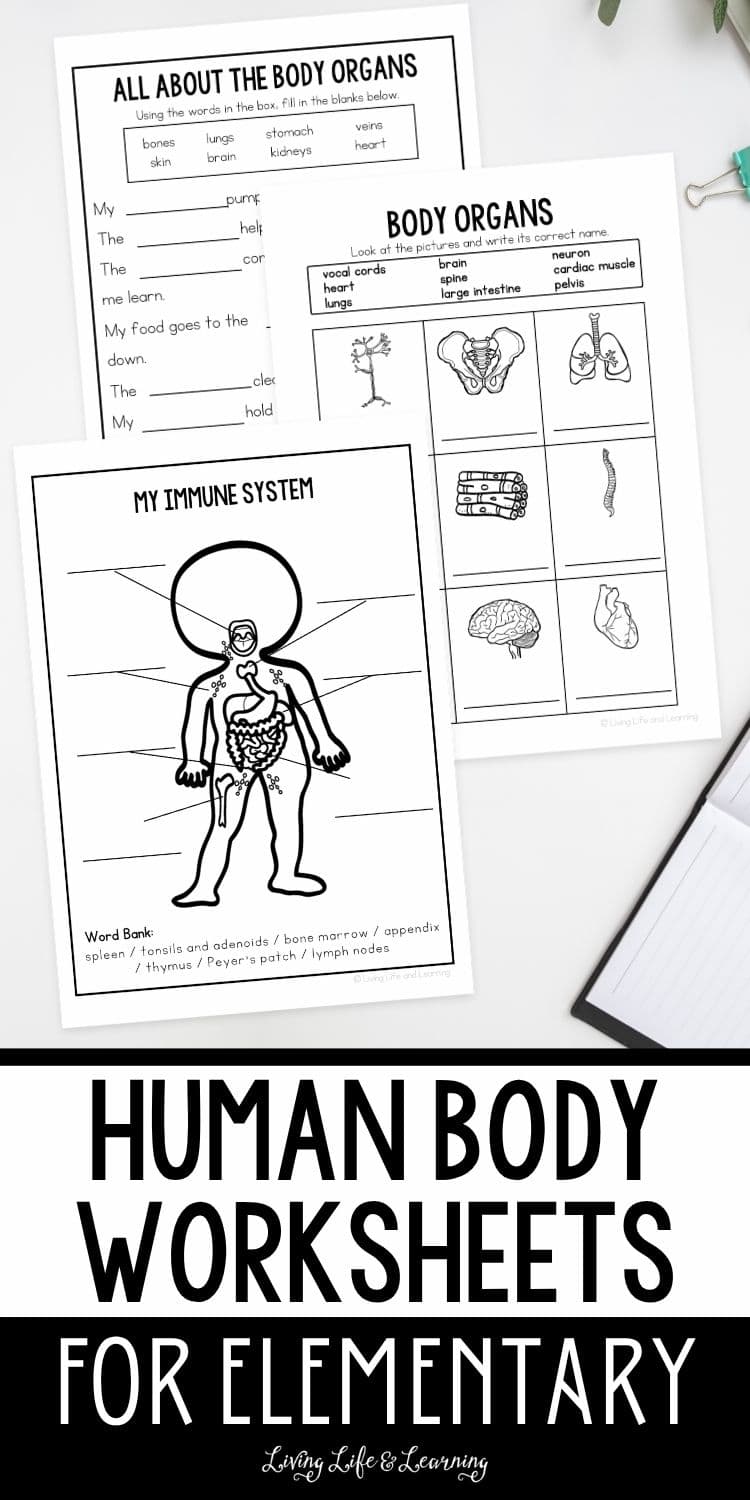 Human Body Worksheets for Elementary Kids