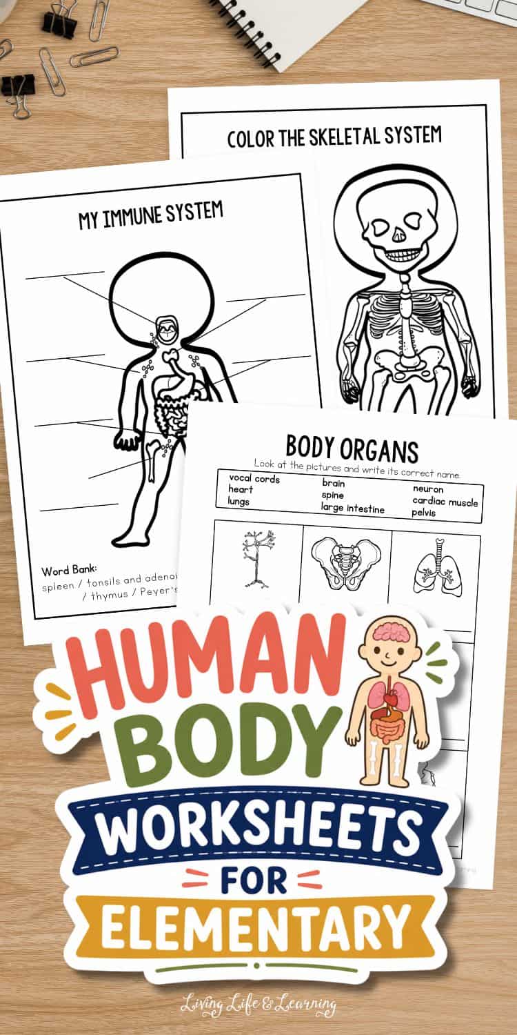Human Body Worksheets for Elementary Kids