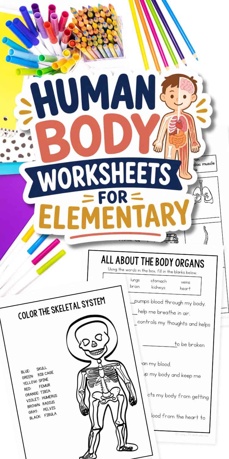 Human Body Worksheets for Elementary Kids