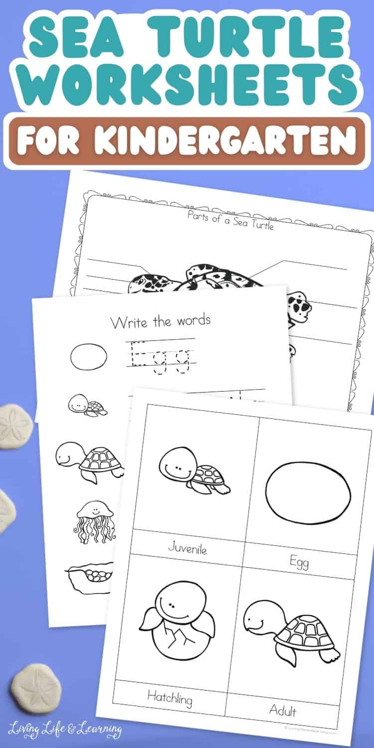 Sea Turtle Worksheets for Kindergarten: Fun and Engaging Ideas