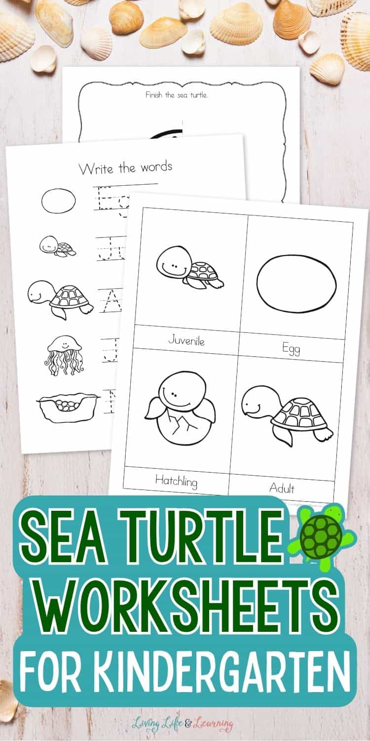 Sea Turtle Worksheets for Kindergarten: Fun and Engaging Ideas